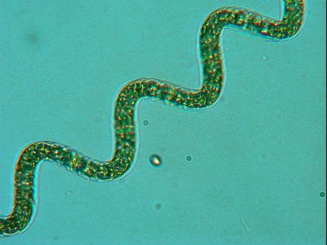 Natural spirulina for weight management