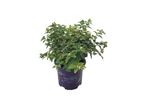 natural st. john's wort benefits