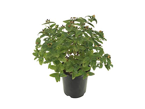 natural st. john's wort benefits