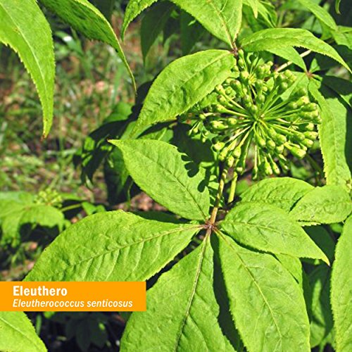 natural stamina support with ginseng