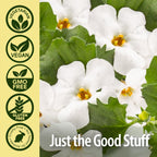 Natural stress relief Bacopa Monnieri