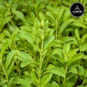 natural sugar alternative for baking