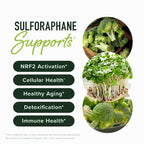 Natural sulforaphane supplement for wellness