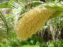 natural supplement for vitality