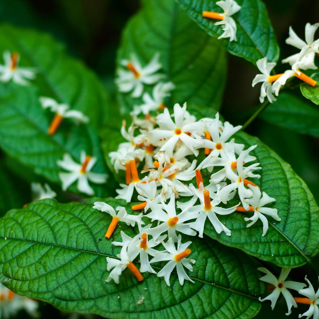 natural supplements for improved health