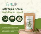 natural sweet wormwood tea benefits