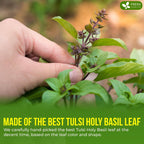Natural Tulsi powder for wellness