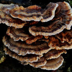 natural turkey tail for immune support