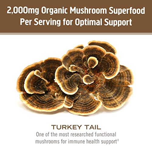 natural turkey tail powder supplement