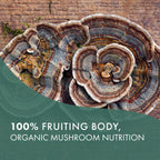 natural turkey tail supplement for wellness
