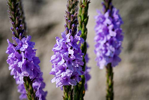 natural valerian extract for sleep