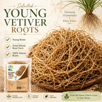 natural vetiver root herbal infusion