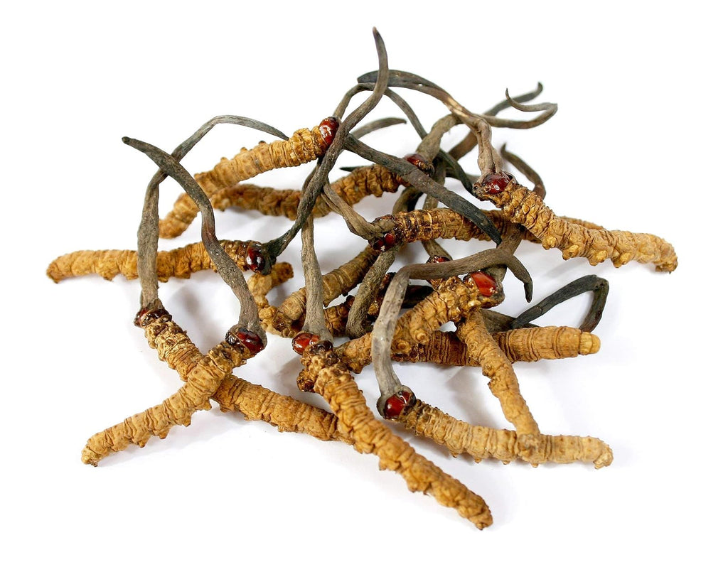 Natural vitality with Dragon Herbs Cordyceps