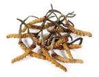 Natural vitality with Dragon Herbs Cordyceps