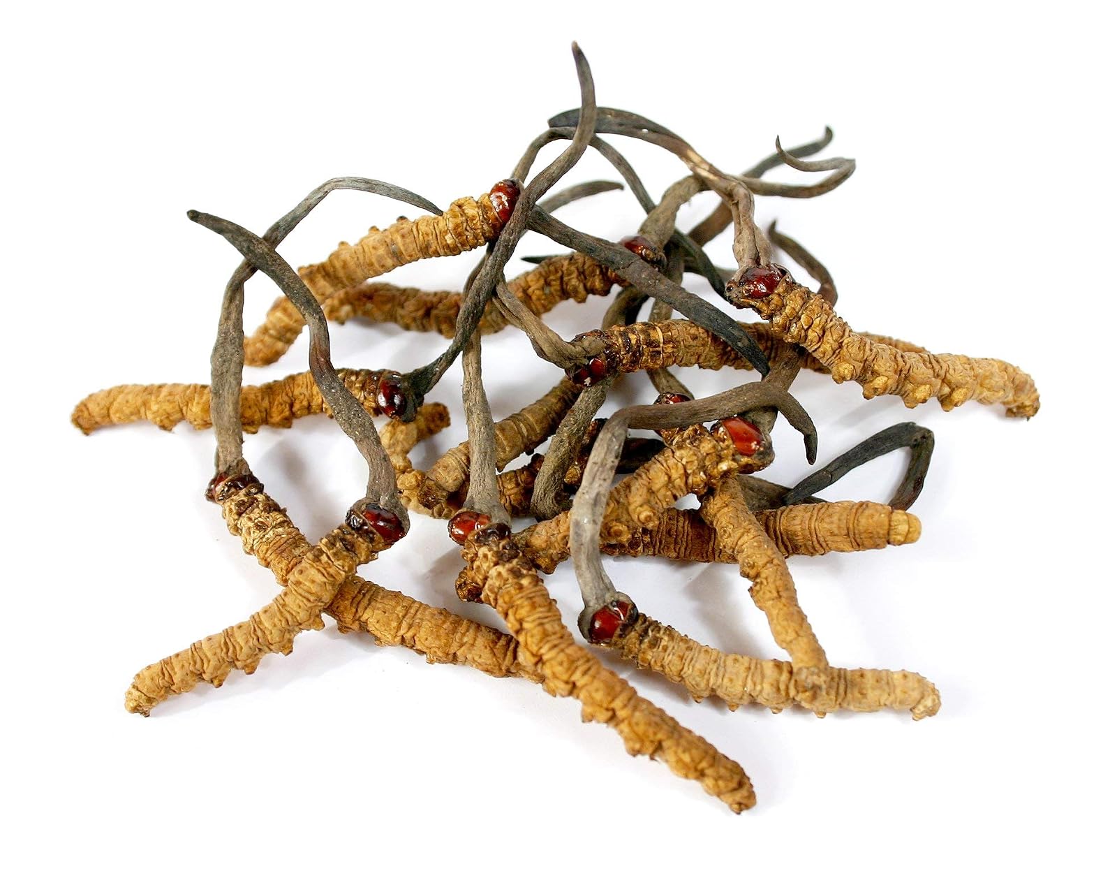 Natural vitality with Dragon Herbs Cordyceps