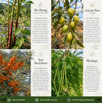 natural vitamin C for immune support