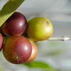 natural vitamin c supplement for energy