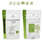 natural wellness Kalanchoe tea