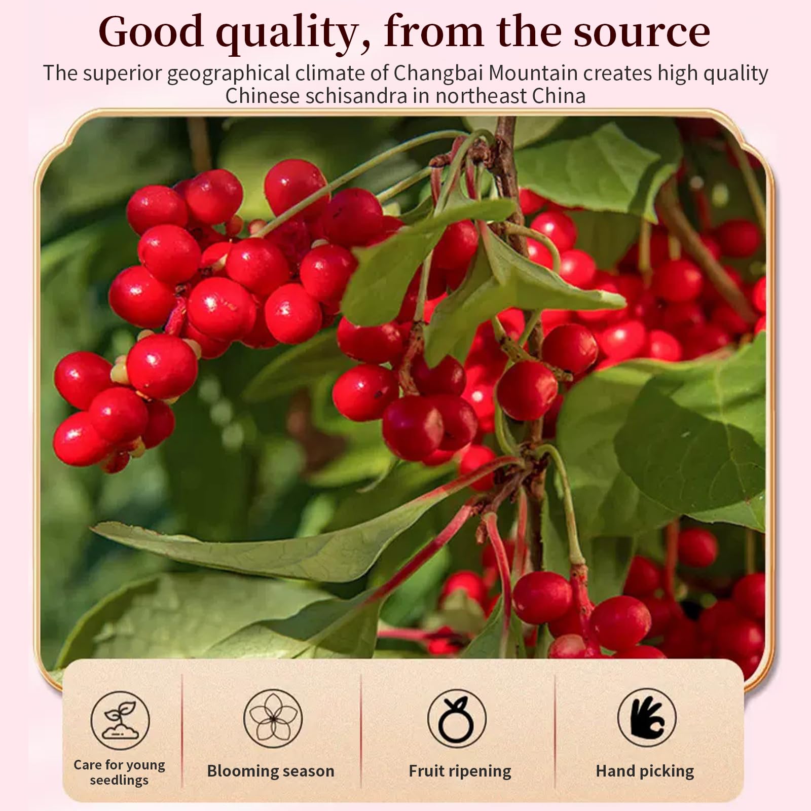 natural wellness schisandra berries