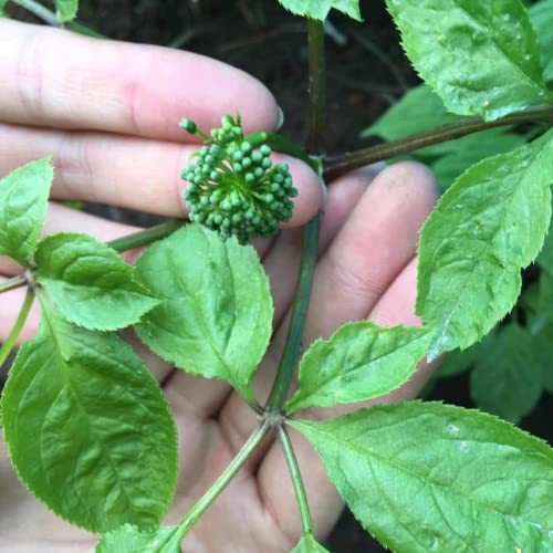 natural wellness with ginseng tea