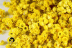 natural wellness with immortelle tea