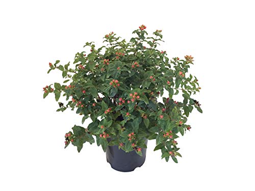 natural wellness with st. john's wort