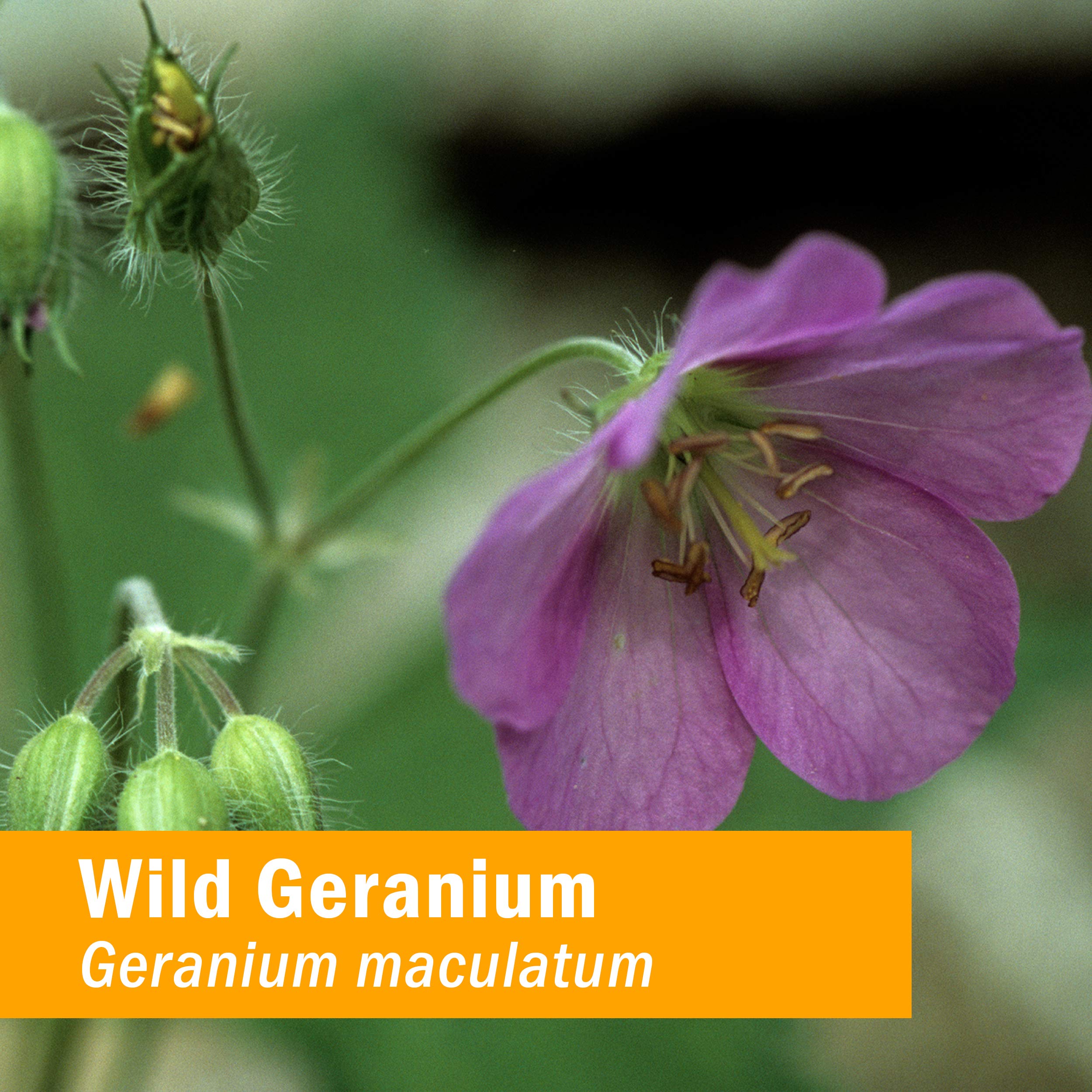 natural wellness with wild geranium