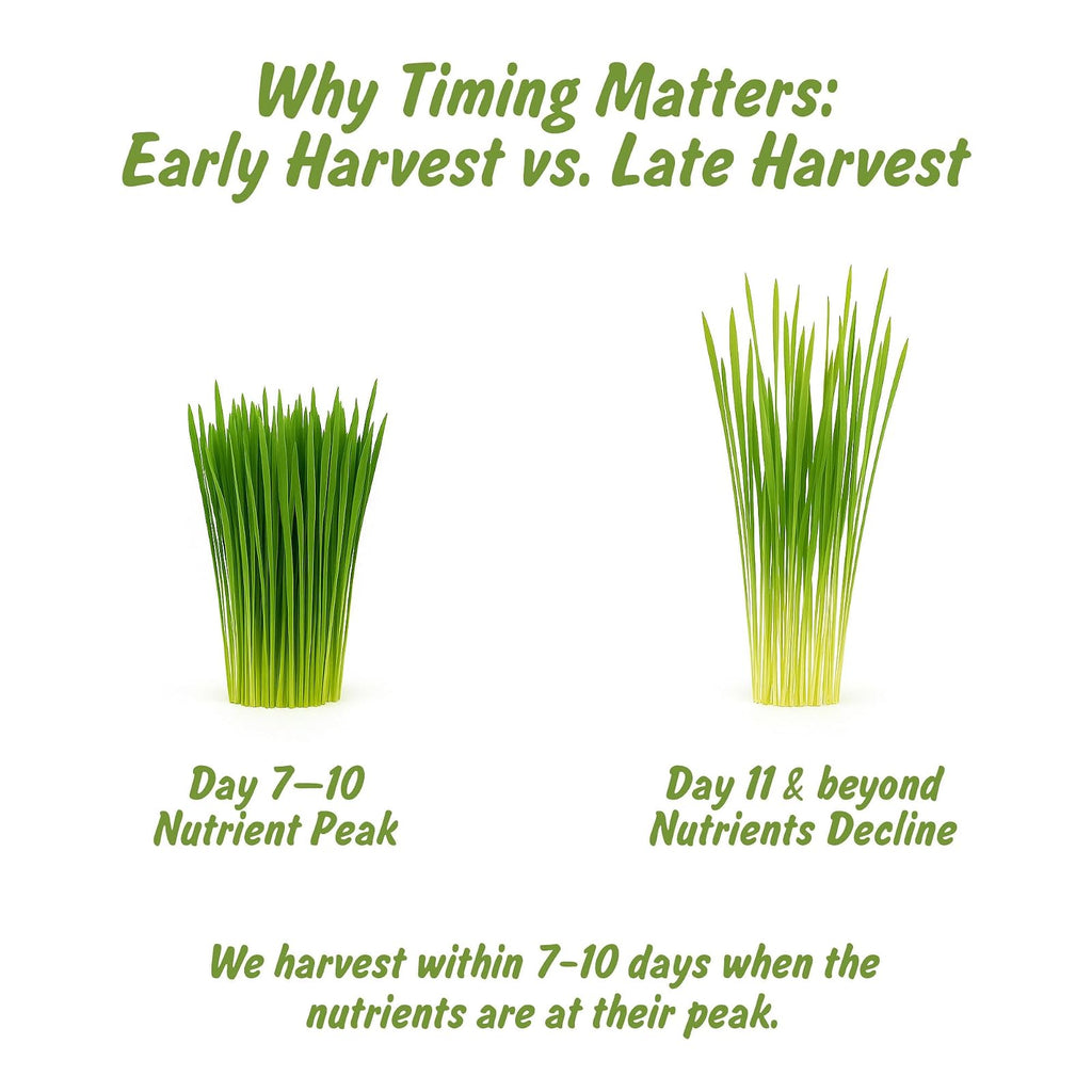 natural wheatgrass powder for immune support