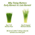 natural wheatgrass powder for immune support