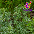 natural wormwood tea for digestion