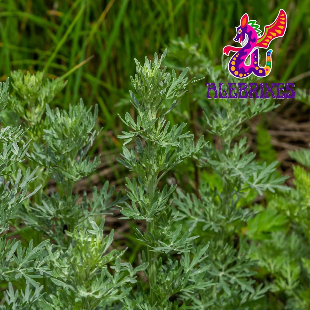 natural wormwood tea for digestion
