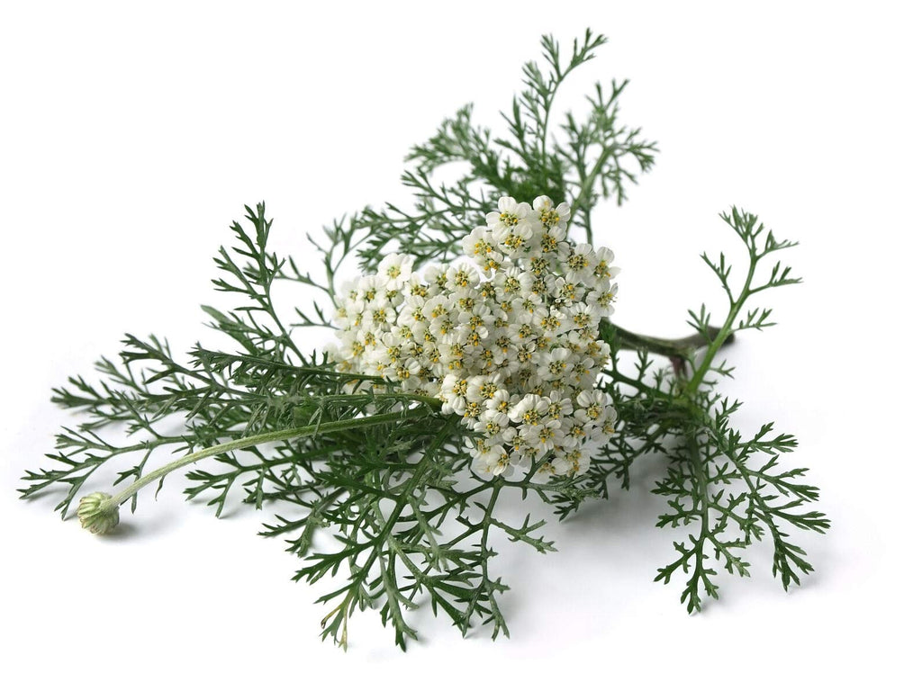 natural yarrow flower tea blend