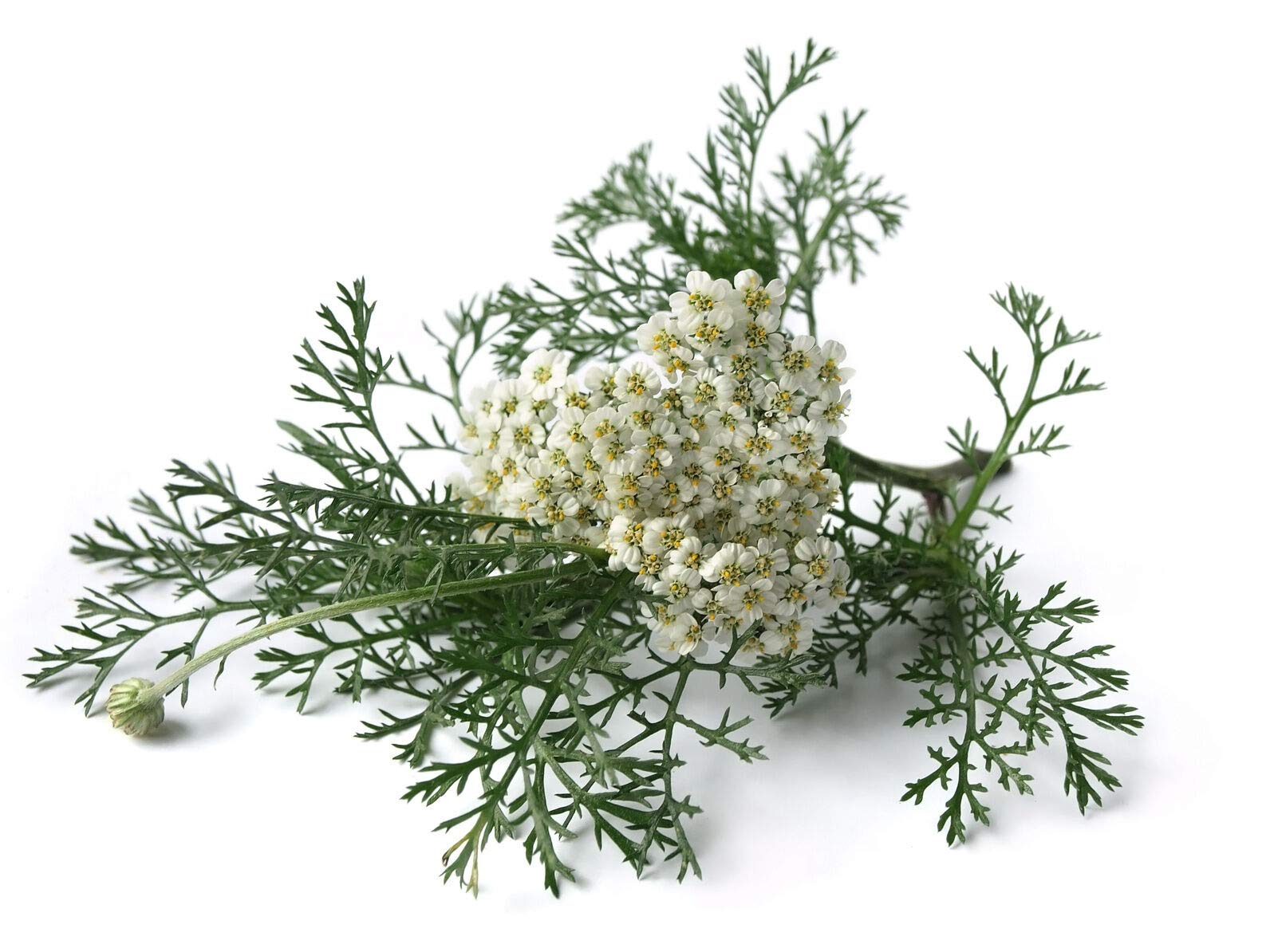 natural yarrow flower tea blend
