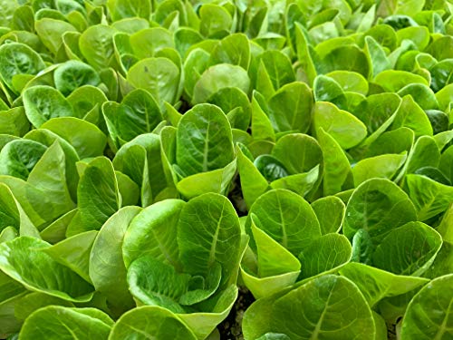 Natural zinc for immune strength