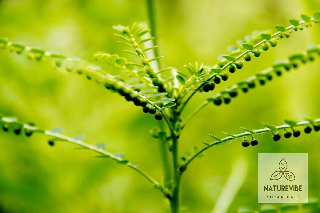 nature-inspired health supplements for everyone