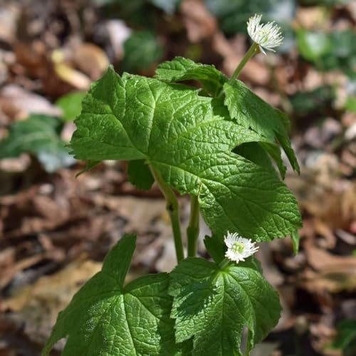 nature's answer goldenseal health benefits