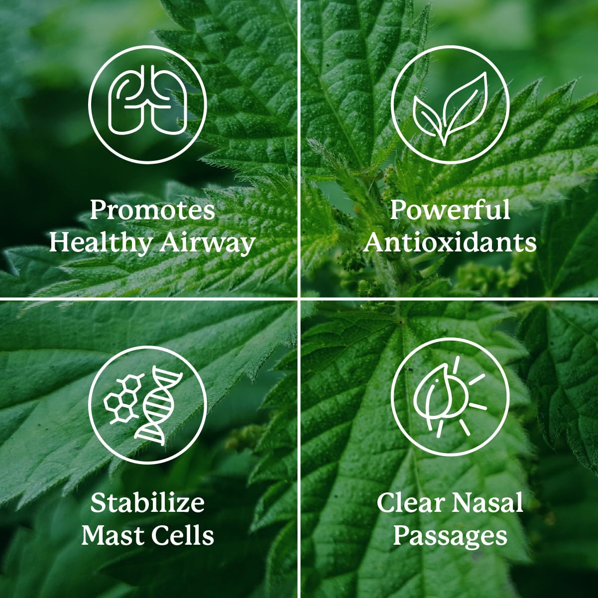 Nature's Sunshine allergy support formula