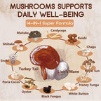 NATURE TARGET mushroom blends for cognitive health