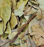 Naturejam avocado leaves tea benefits