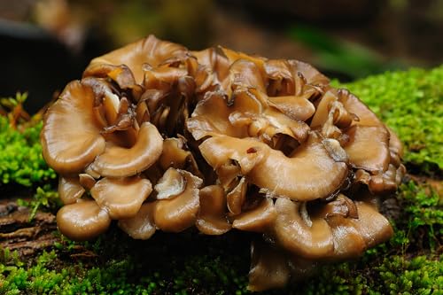 Naturejam maitake for holistic health