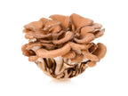 Naturejam maitake powder for energy