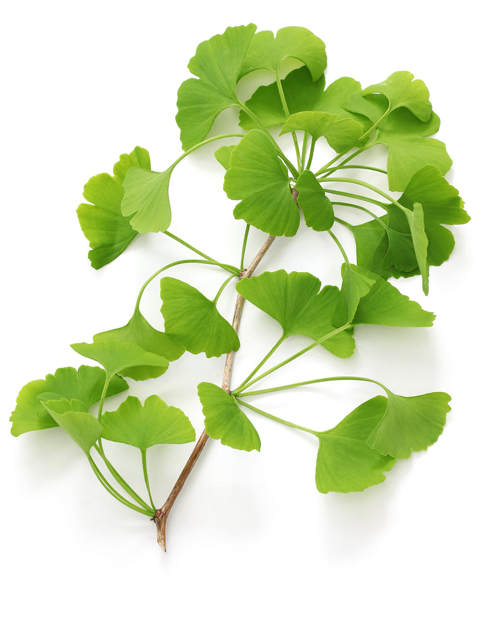Naturevibe Ginkgo for daily health
