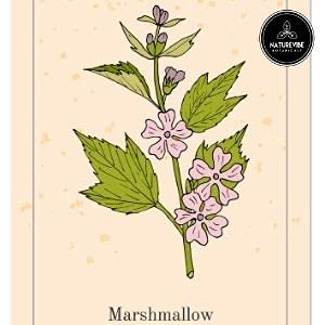 naturevibe marshmallow root for immunity