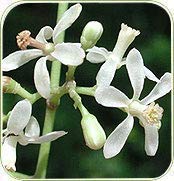 neem flower powder for hair care