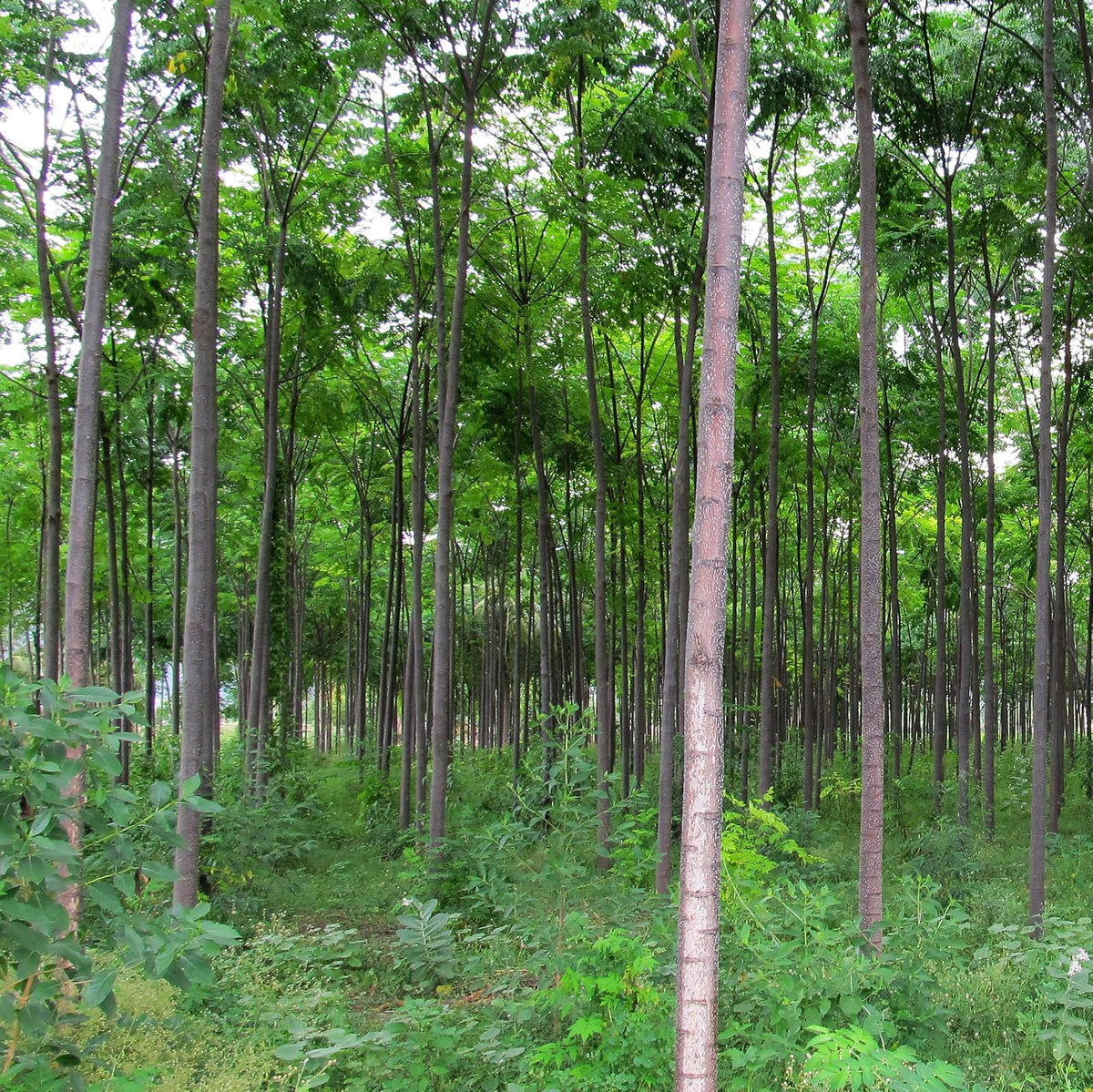 Neem leaf tea for detox