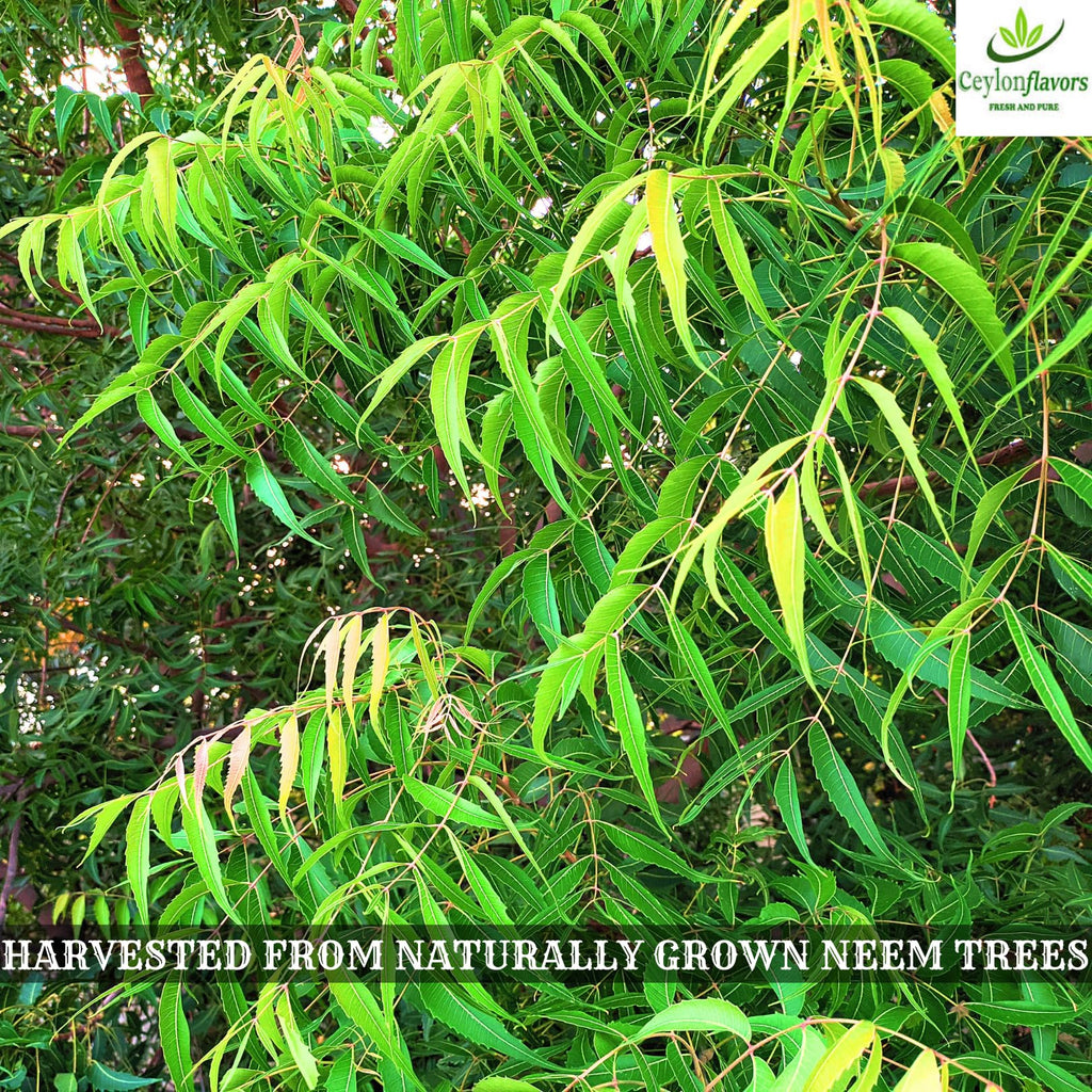 neem leaves for beauty and wellness