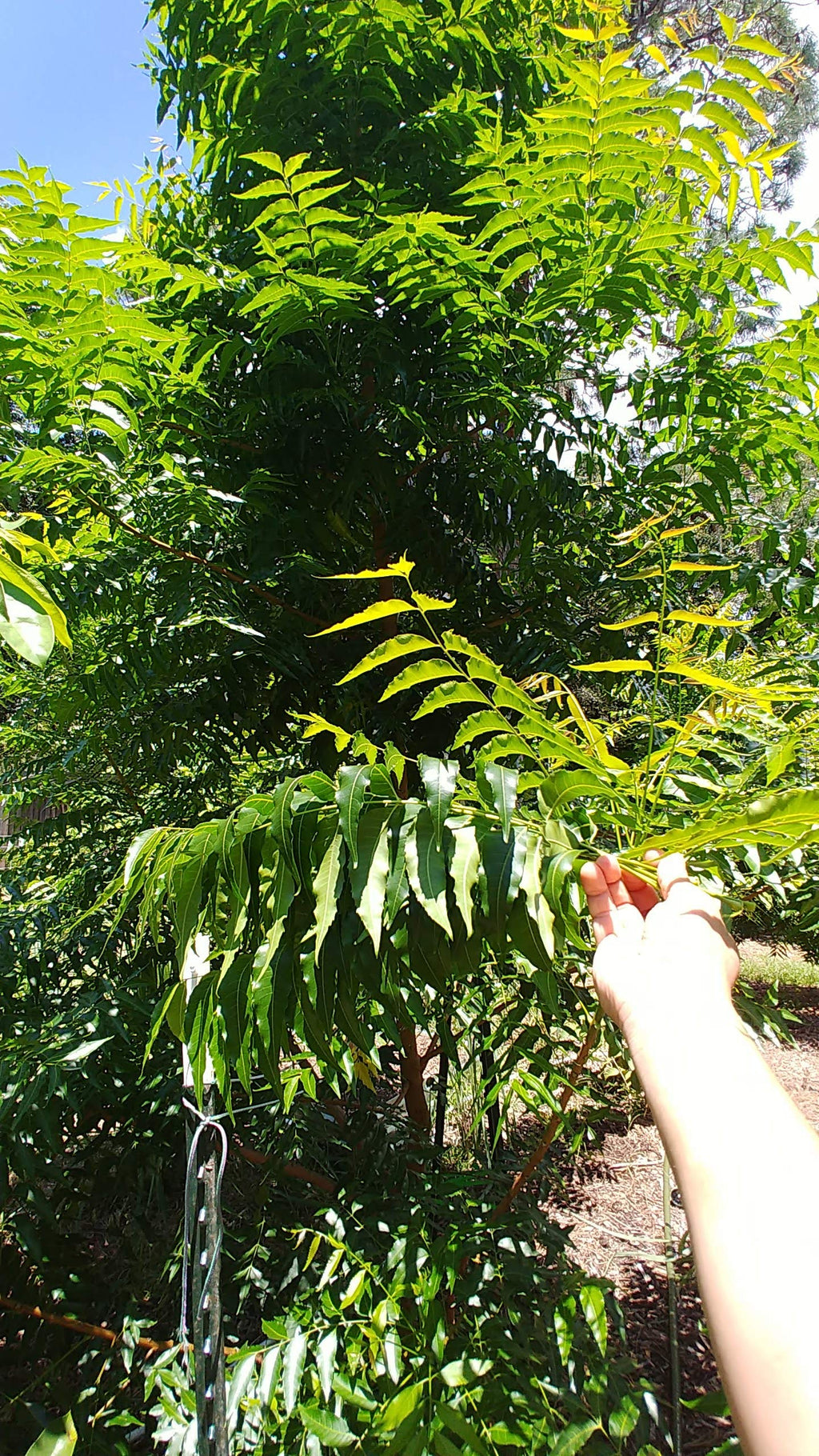 neem leaves for detoxification