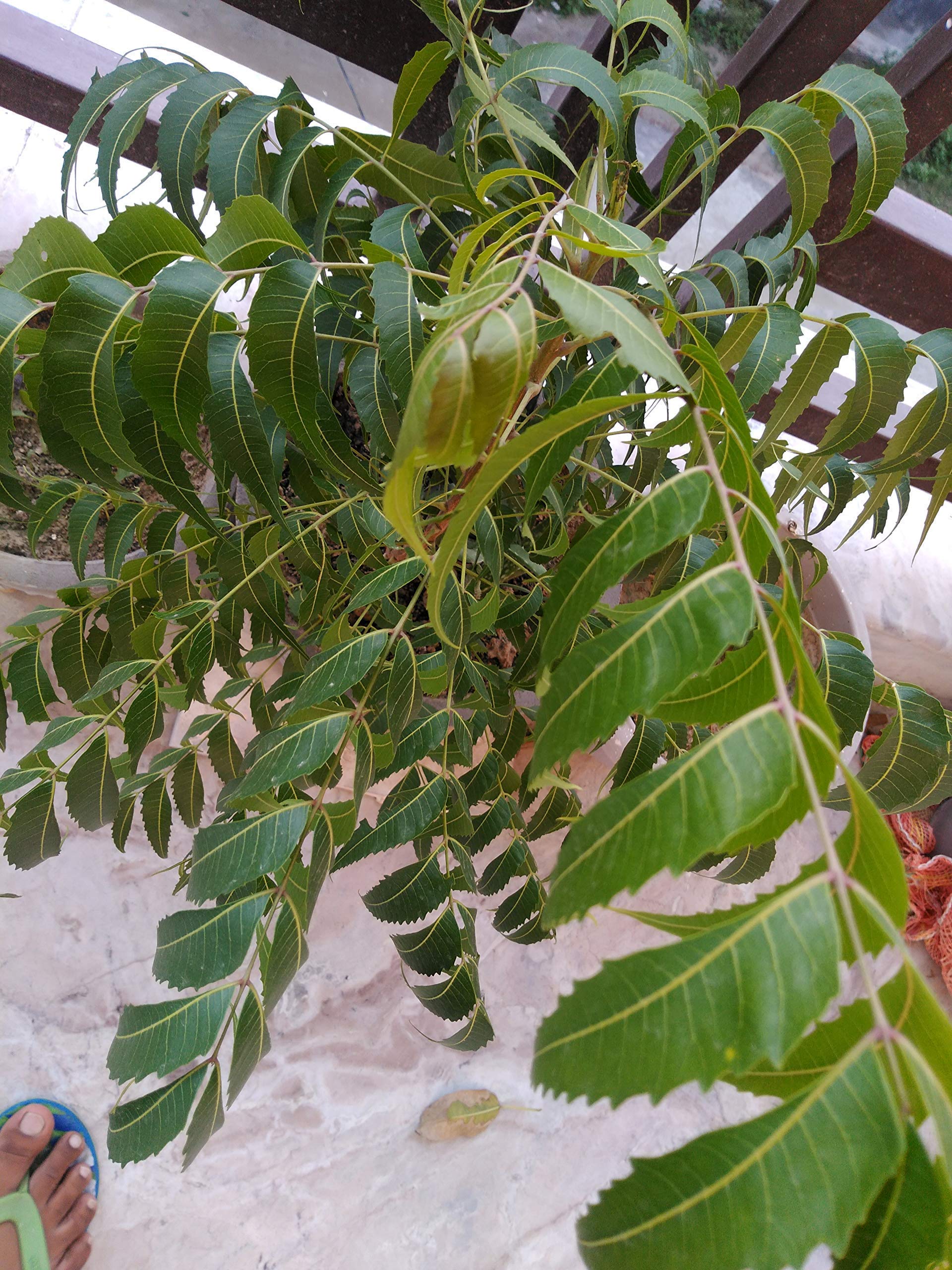 neem leaves for digestive health