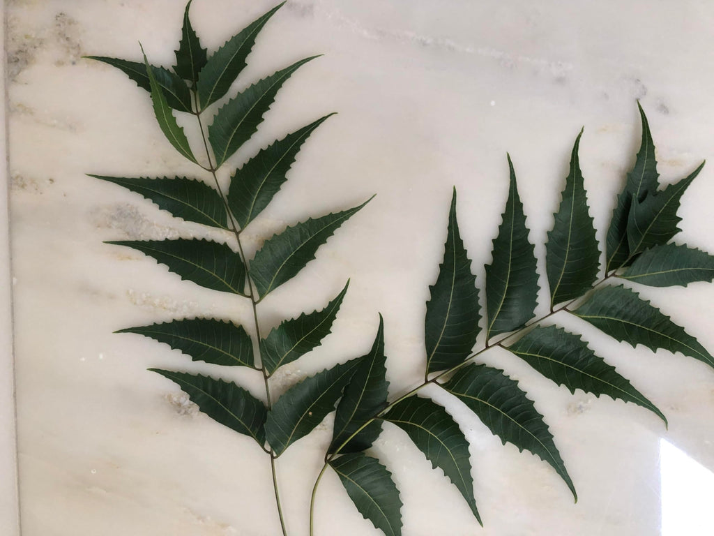 neem leaves for digestive wellness