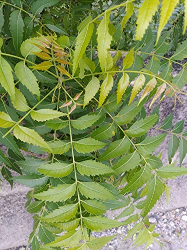 neem leaves for everyday wellness